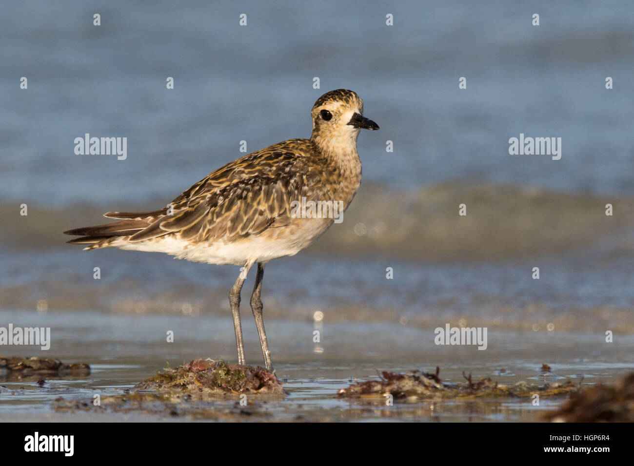 Pacific Golden Plover (Pluvialis fulva) in non-breeding plumage Stock ...