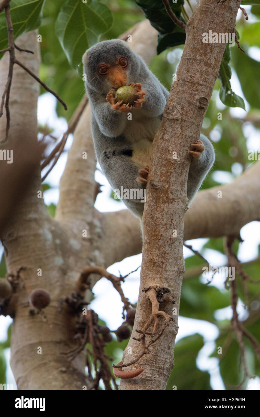 female Common Spotted Cuscus (Spilocuscus maculatus) eating a fig ...