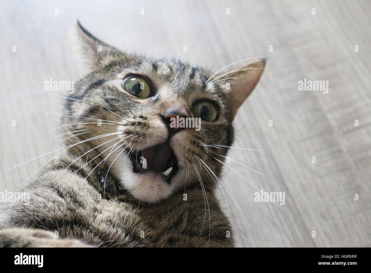 In the middle of the joke the cat makes a face of astonishment, fear ...