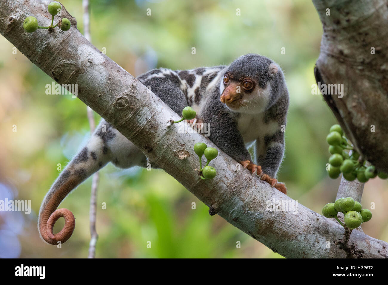Common spotted cuscus spilocuscus maculatus hi-res stock photography ...