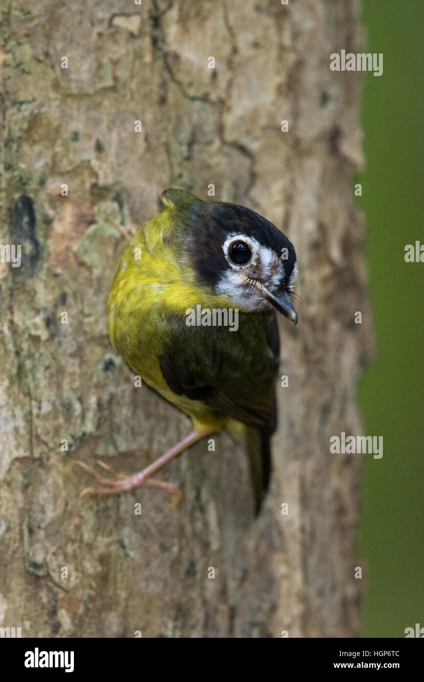 White-faced Robin (Tregellasia leucops) clinging to the side of a tree ...