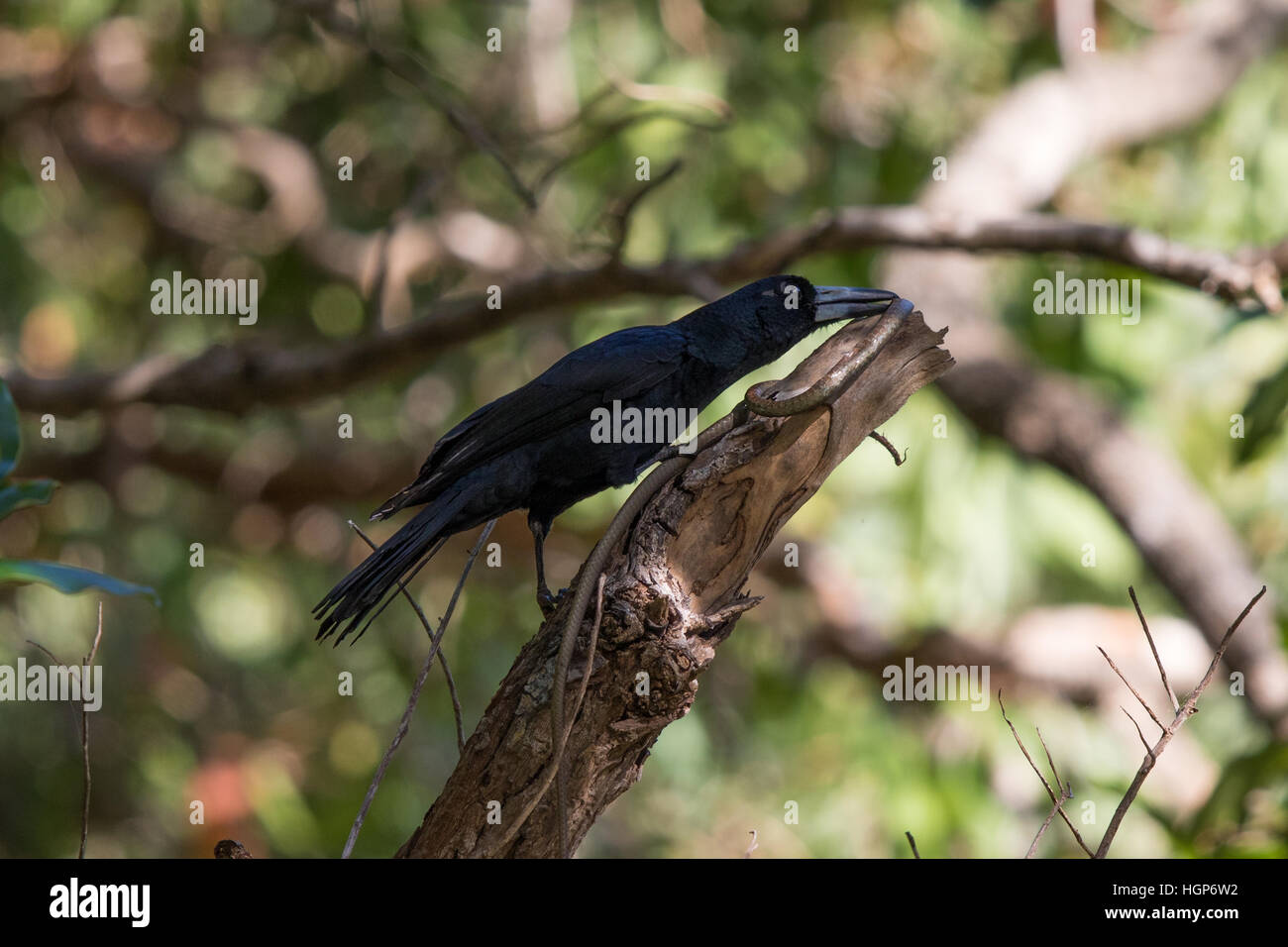 Black Butcherbird (Cracticus quoyi) eating a tree snake Stock Photo - Alamy