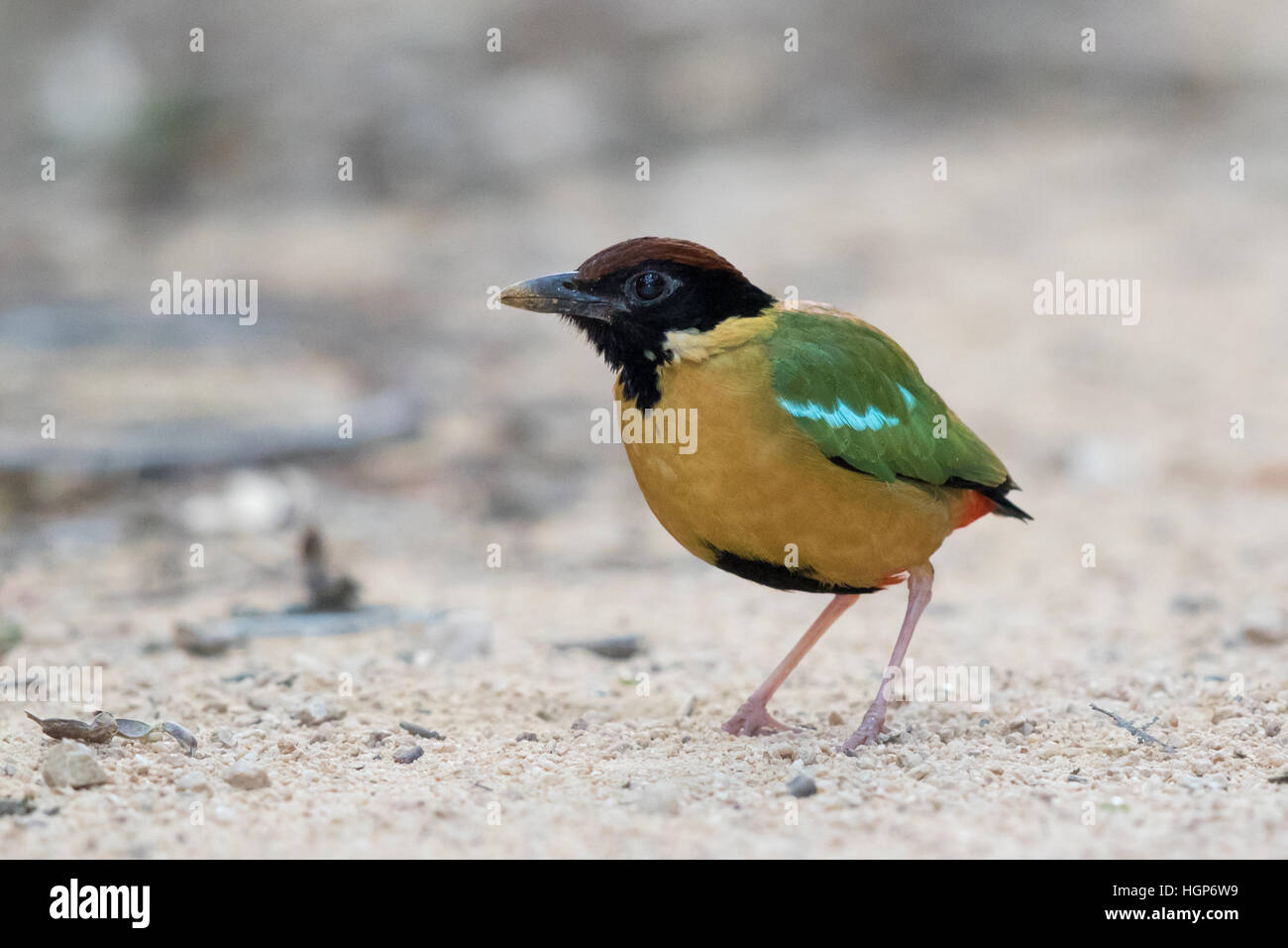 Noisy Pitta (Pitta versicolor Stock Photo - Alamy