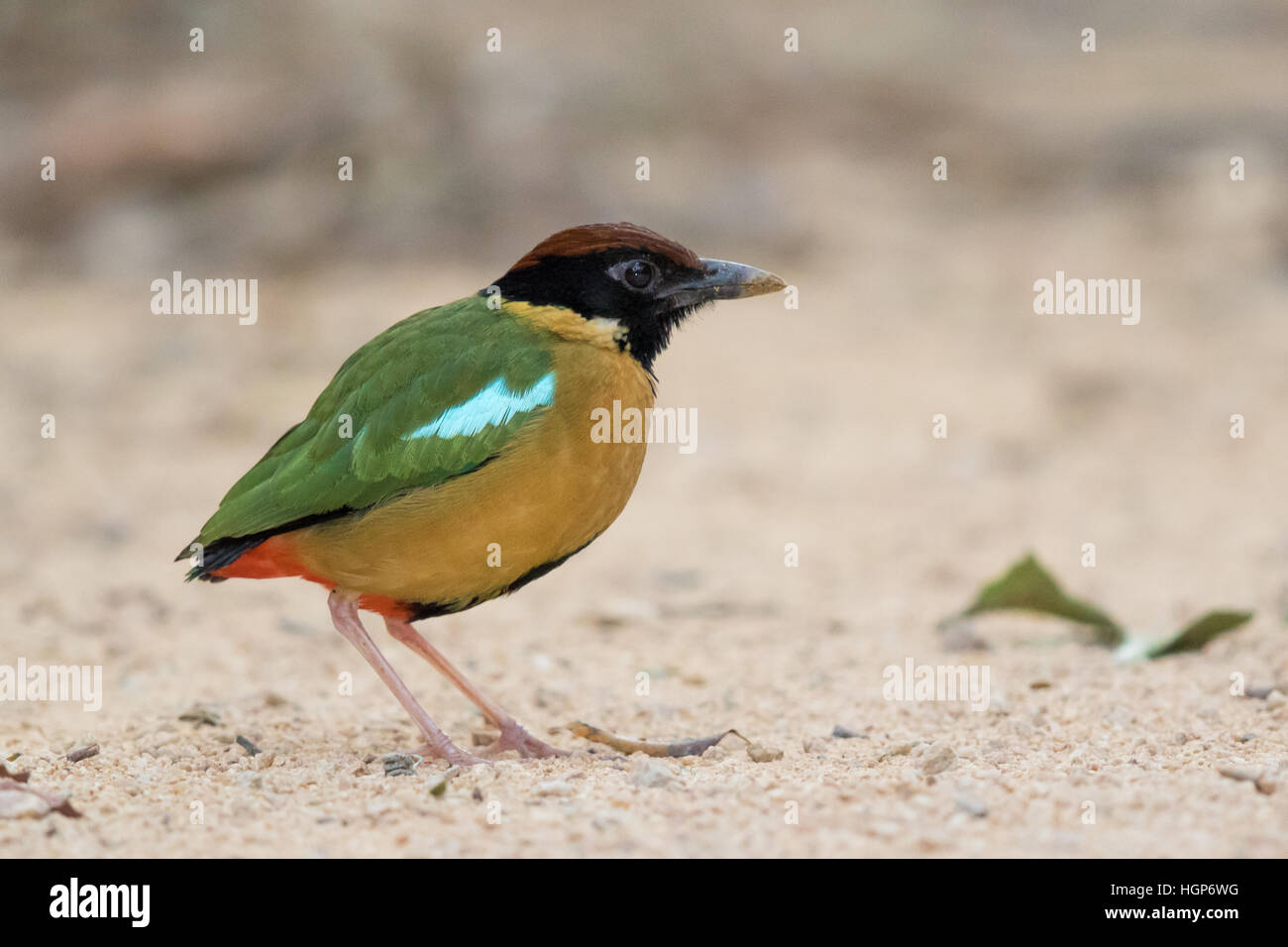 Pitta versicolor hi-res stock photography and images - Alamy