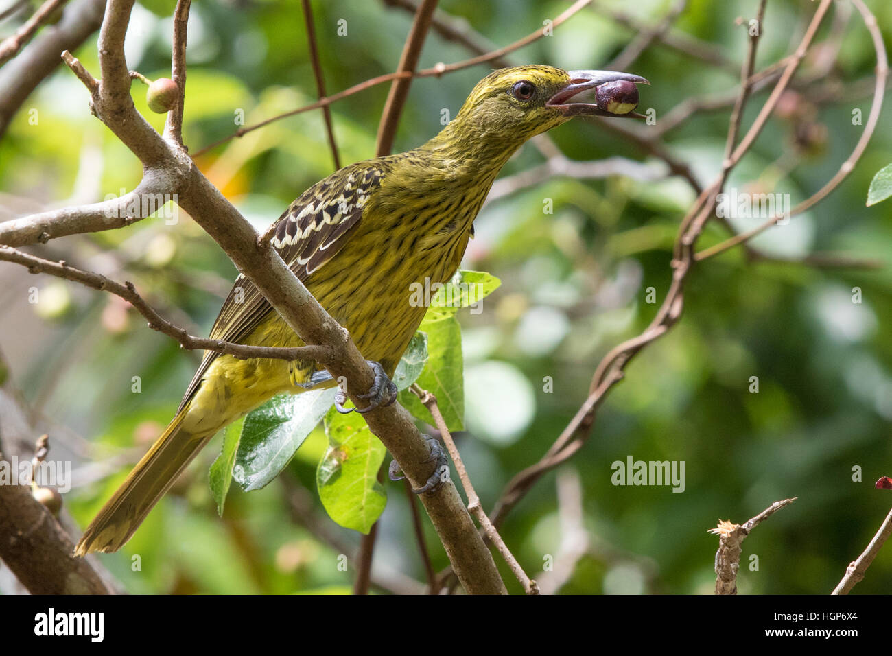 Female oriole hi-res stock photography and images - Alamy