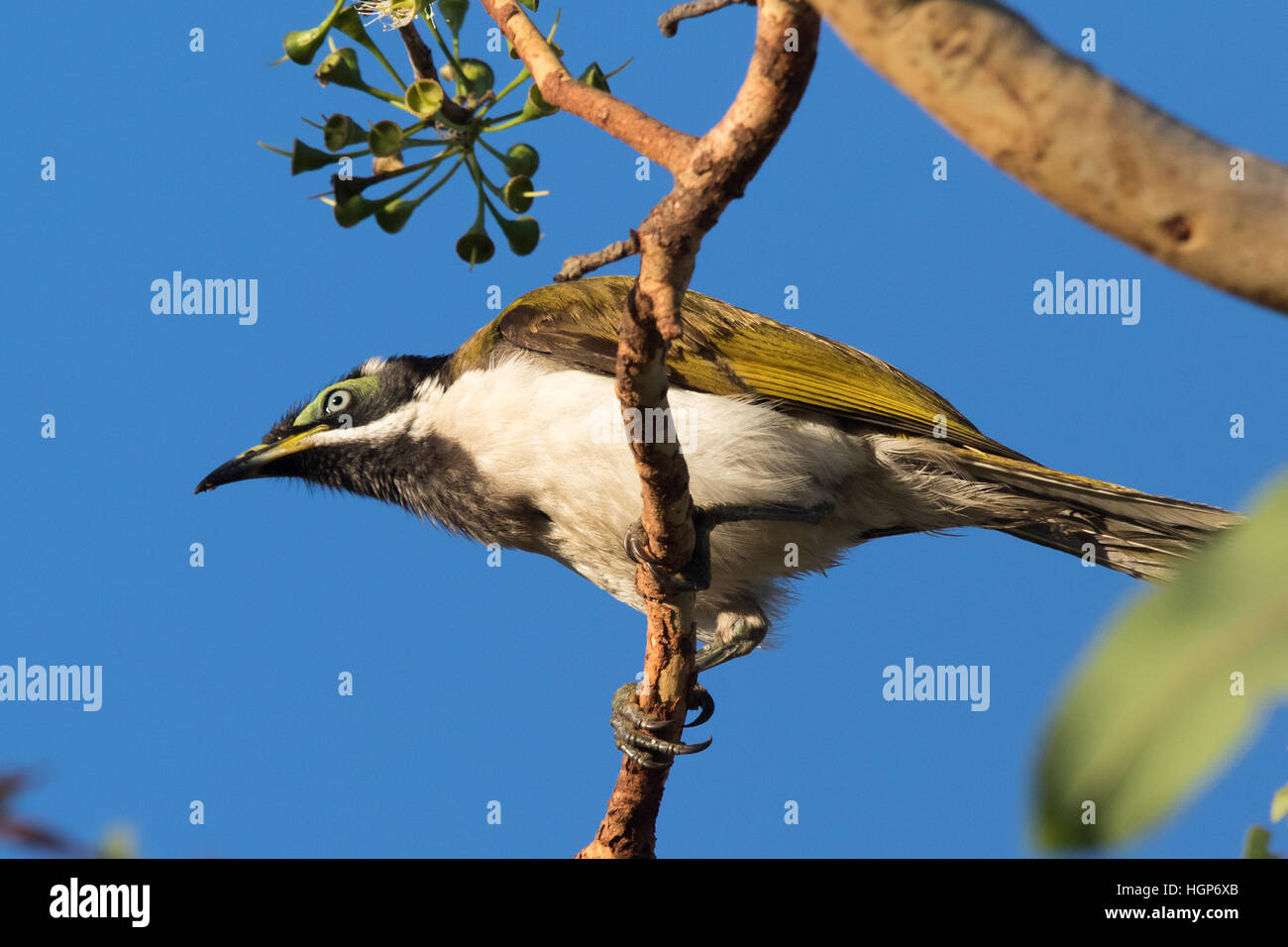 immature Blue-faced Honeyeater (Entomyzon cyanotis Stock Photo - Alamy