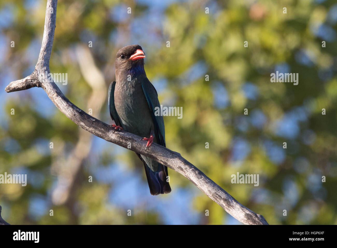 Eurystomus hi-res stock photography and images - Alamy