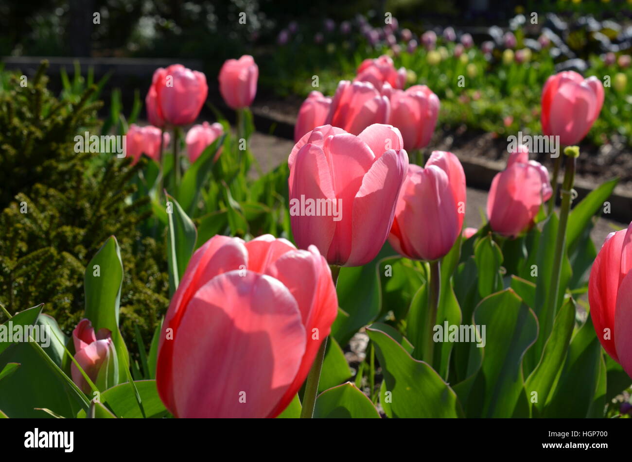 Peach colored tulip hi-res stock photography and images - Alamy