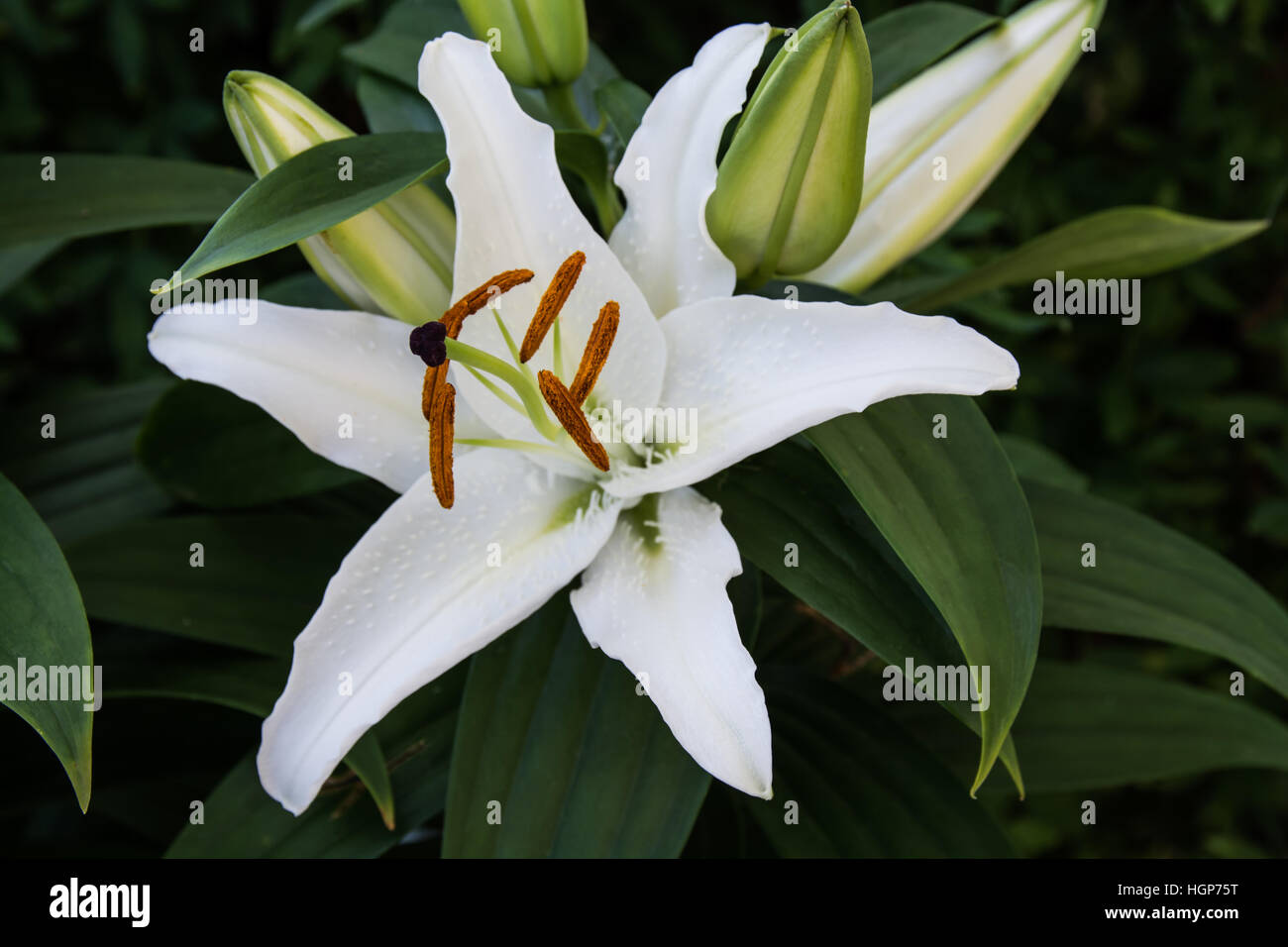 White lily flower buds hi-res stock photography and images - Alamy