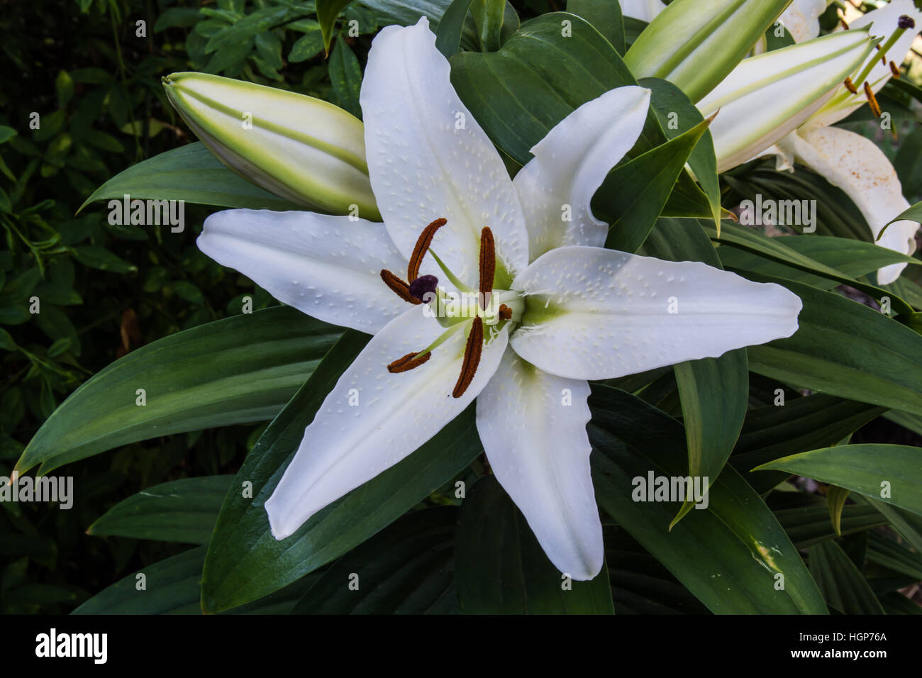 White lily flower buds hi-res stock photography and images - Alamy