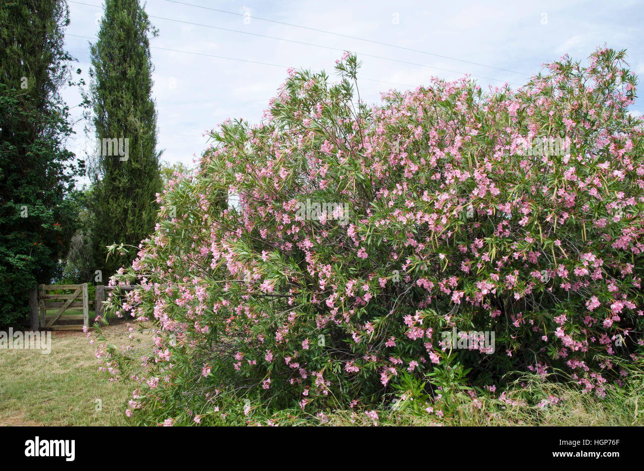 Oleanda bush in bloom Stock Photo - Alamy