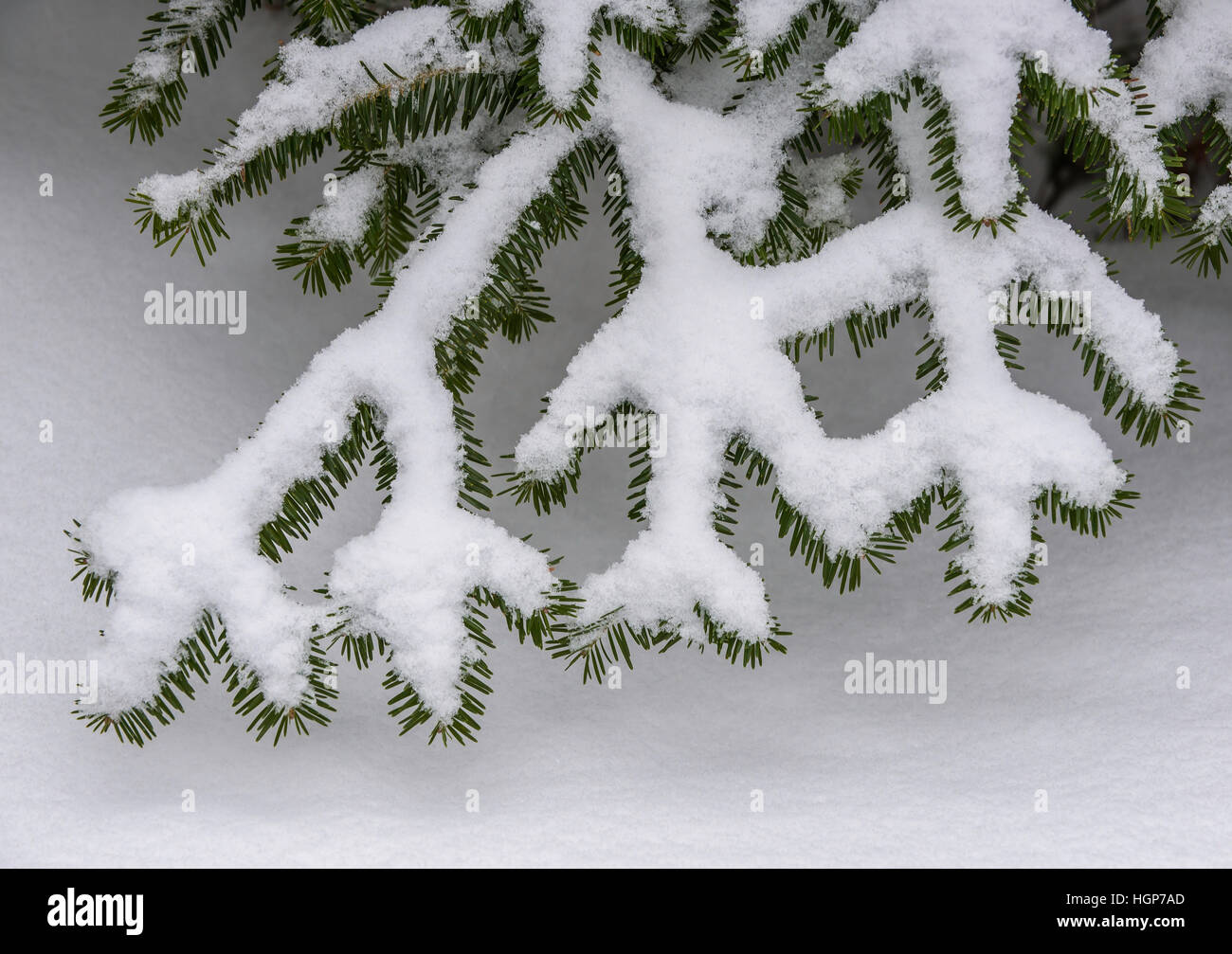 Freshly fallen snow on boughs of Balsam Fir tree (Albies balsamea ...