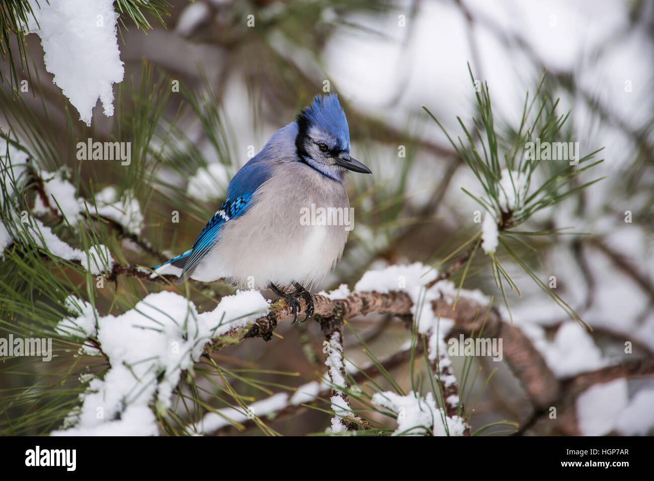 Eastern blue jay hi-res stock photography and images - Alamy