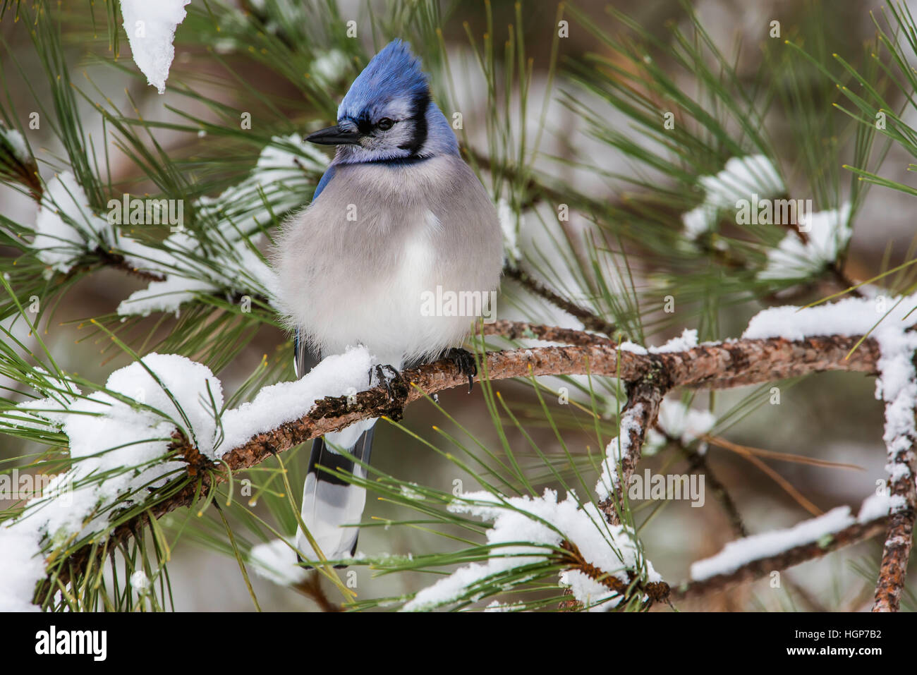 Eastern blue jay hi-res stock photography and images - Alamy