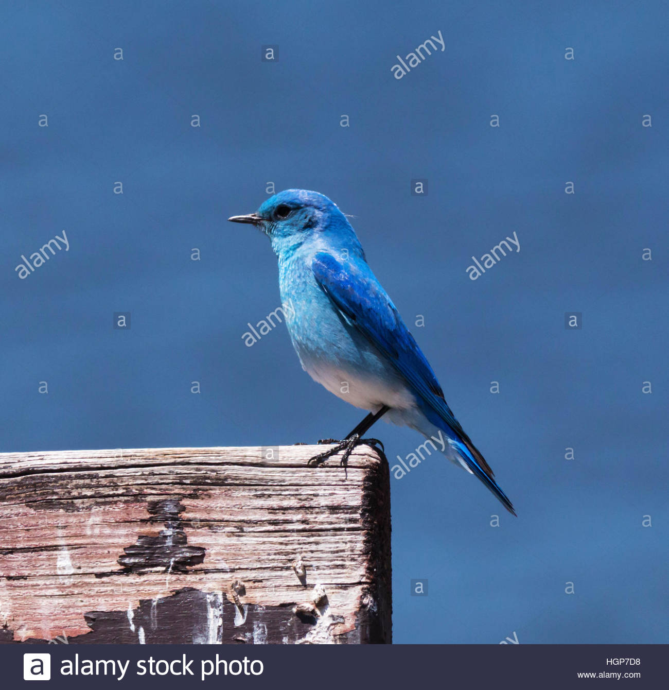 The Bluebirds High Resolution Stock Photography and Images - Alamy