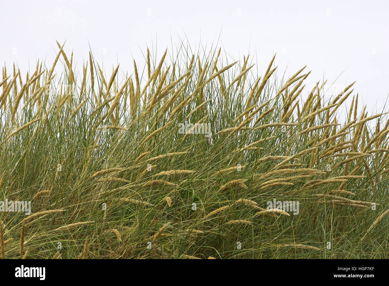 Marram grass flower hi-res stock photography and images - Alamy