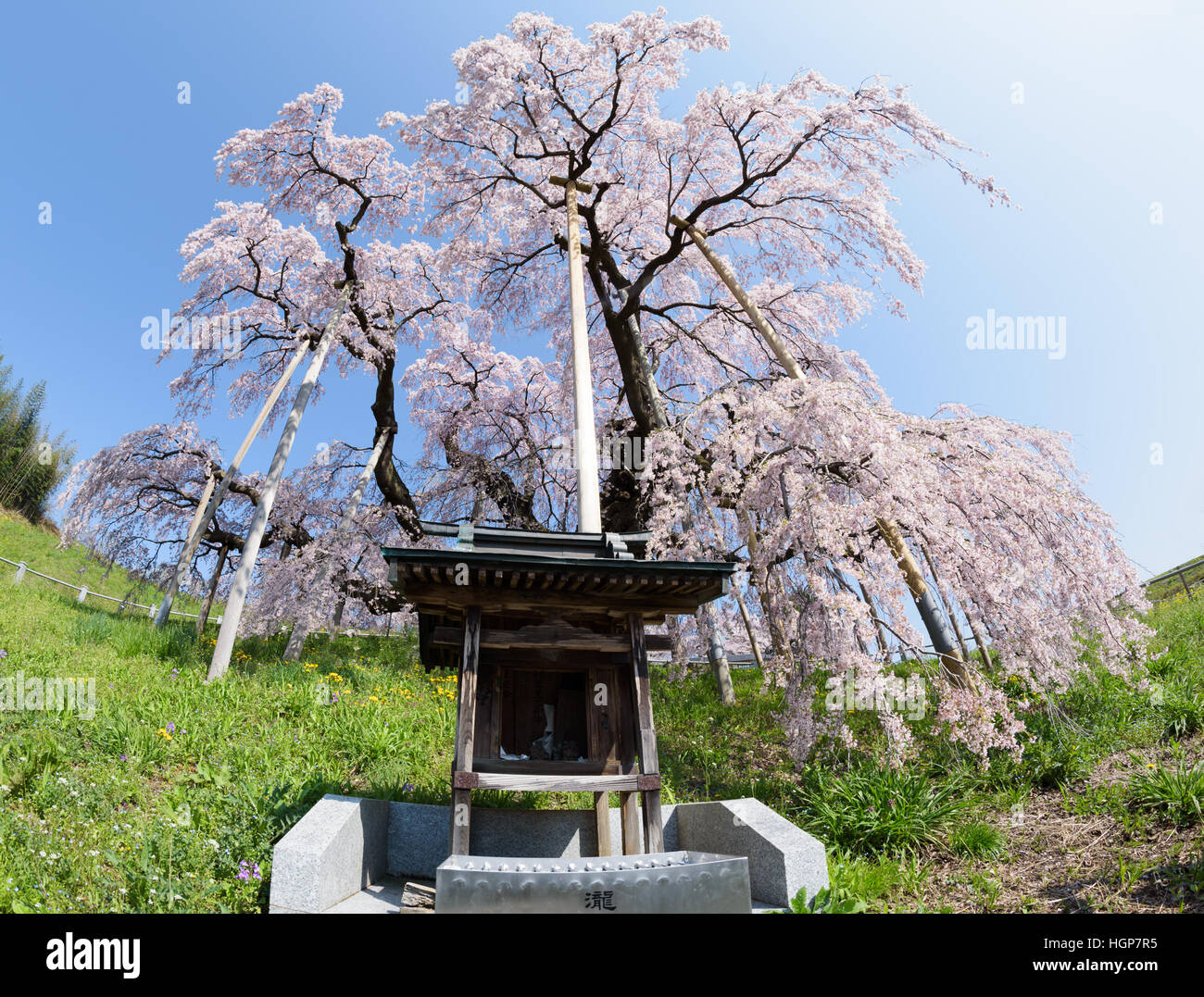 View of Cherry blossom tree "MiharuTakizakura" in Fukushima,Japan Stock ...