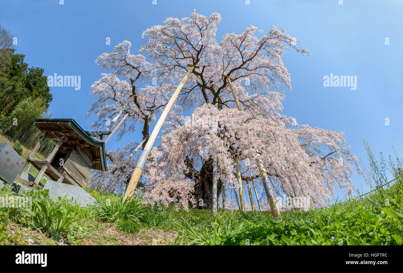 he Miharu Takizakura is considered by many as the single most beautiful ...