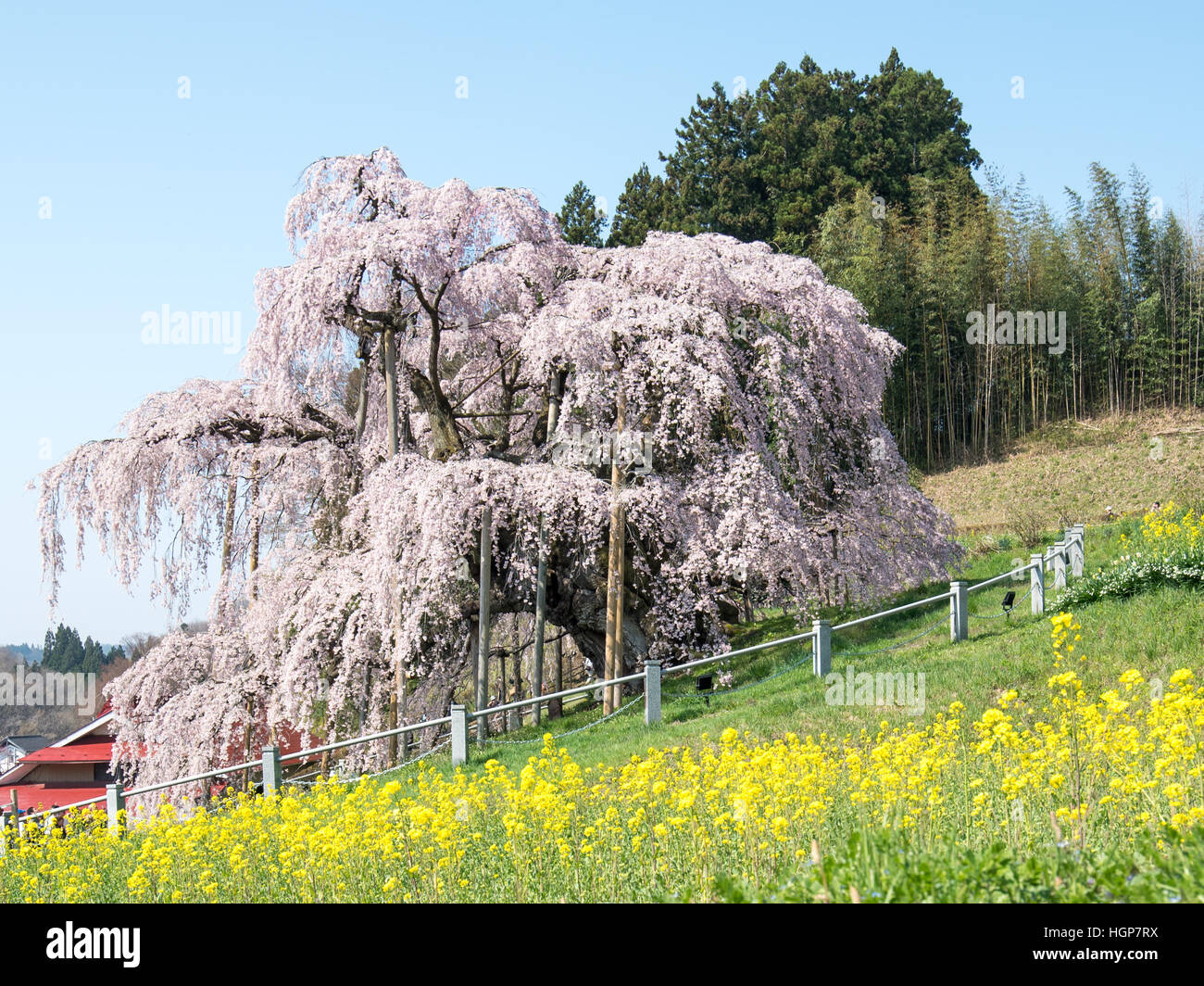 Old cherry blossom tree MiharuTakizakura, Fukushima, Japan Stock Photo ...