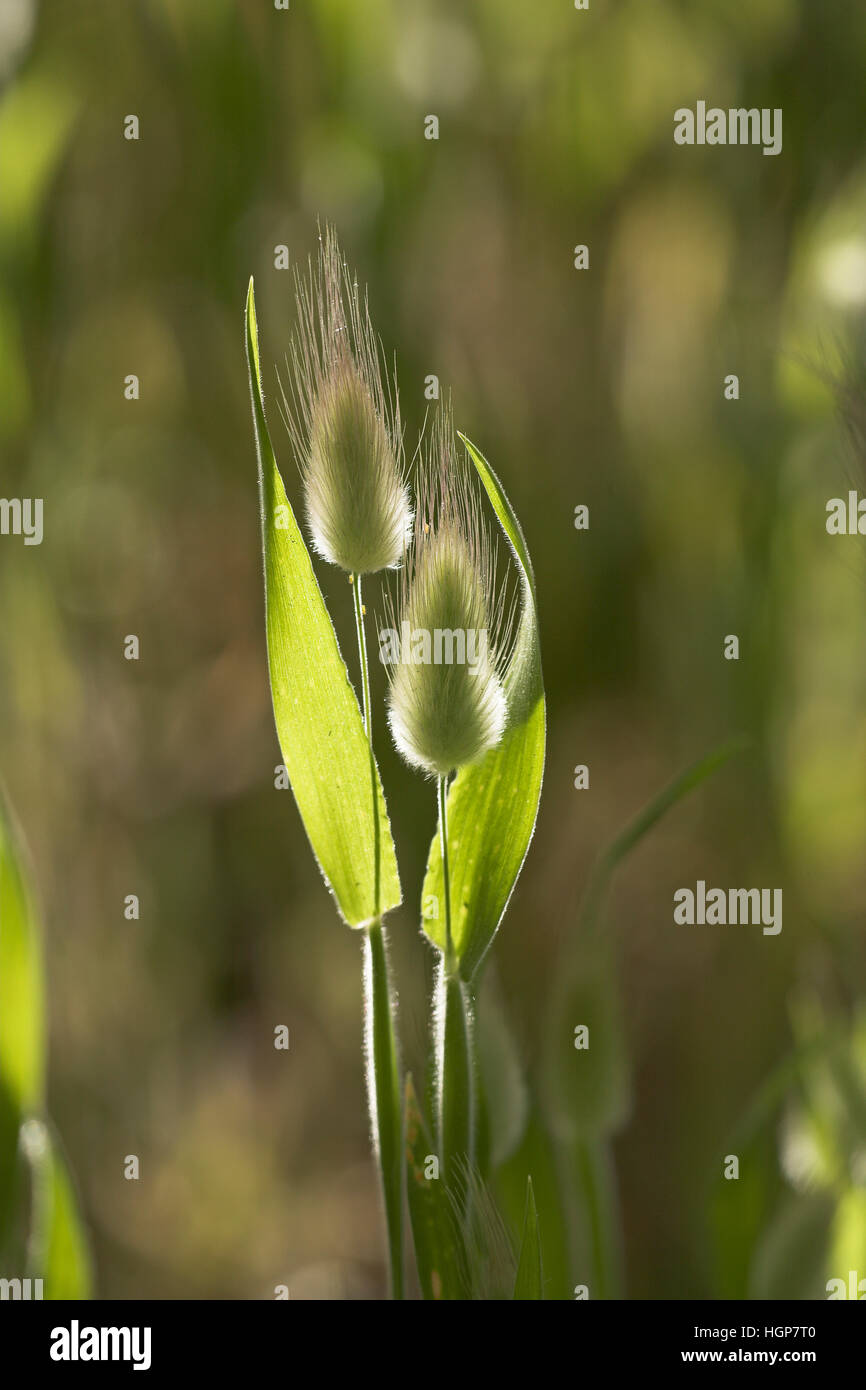 Harestail grass hi-res stock photography and images - Alamy