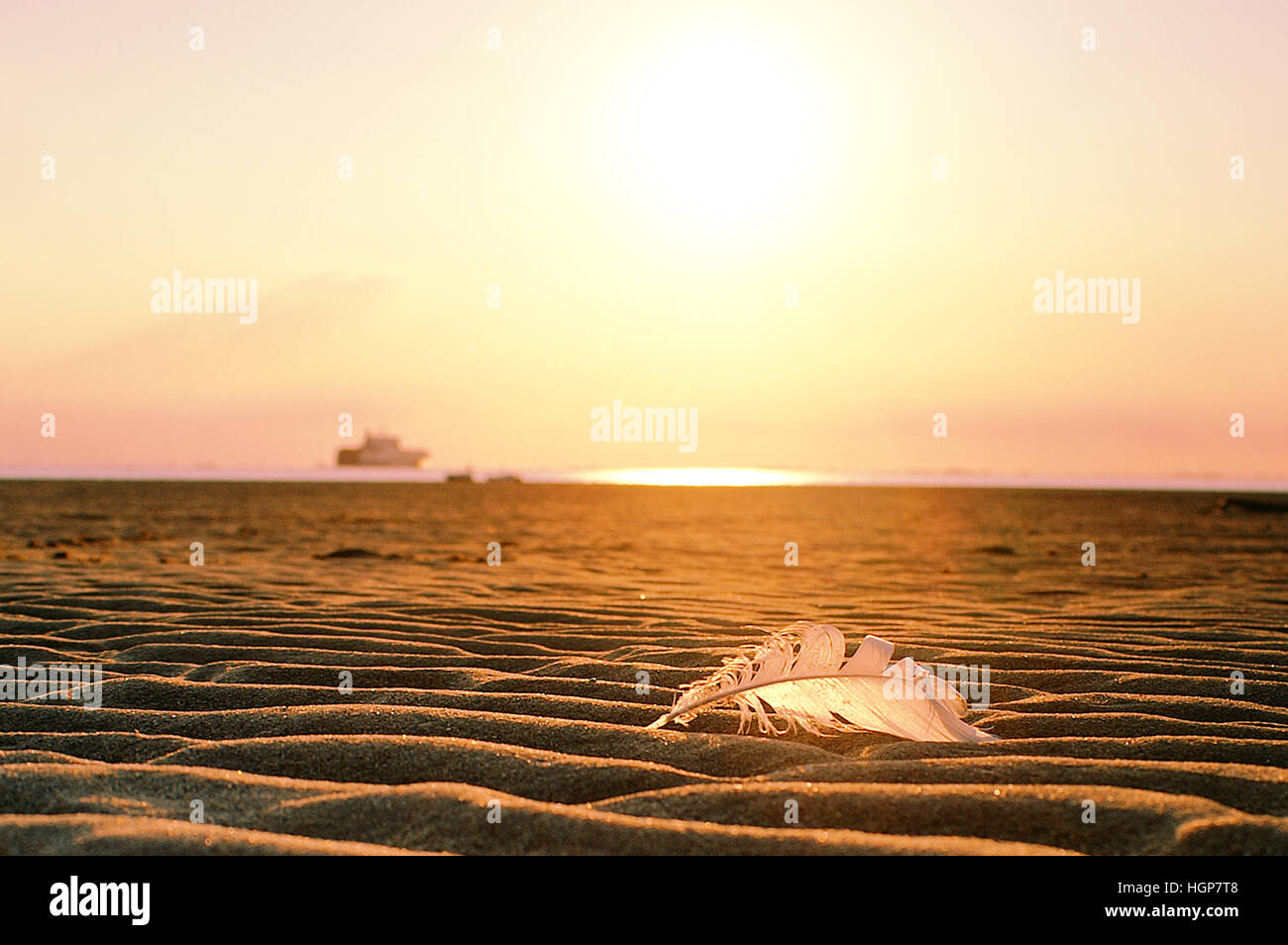 Spurn point bird hi-res stock photography and images - Alamy