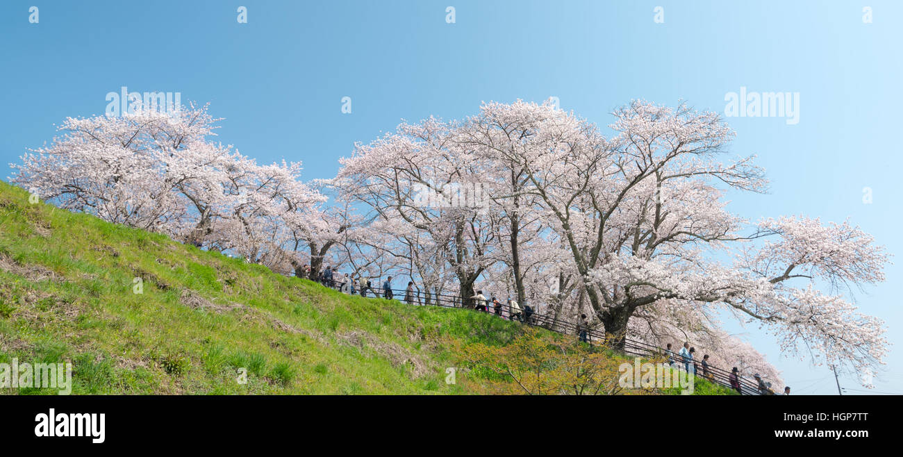 FUKUSHIMA, JAPAN - APRIL 17, 2015: People at The Miharu Takizakura is ...
