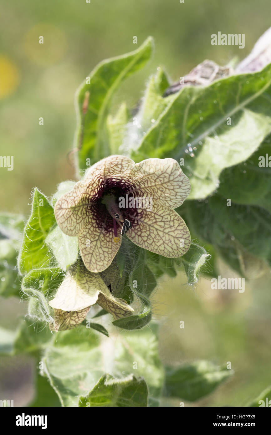 Hyoscyamus niger hi-res stock photography and images - Alamy