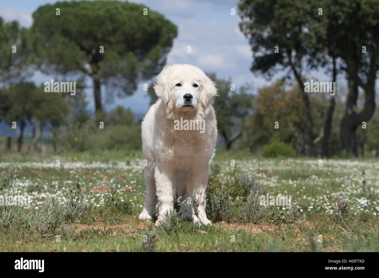 Dog Polish Tatra Sheepdog / Tatra Mountain Sheepdog / Podhale adult ...