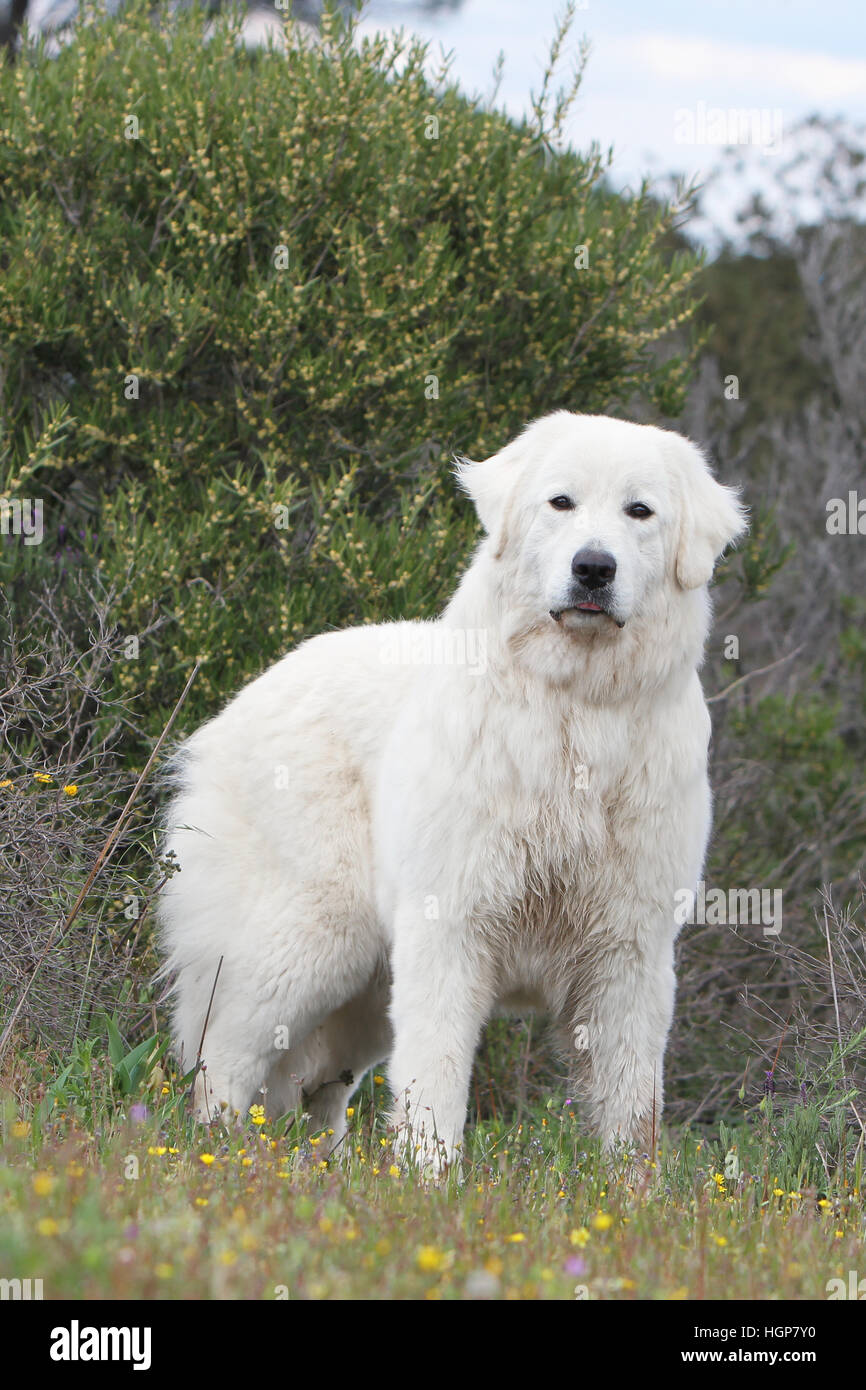 Tatra mountains shepherds dog hi-res stock photography and images - Alamy