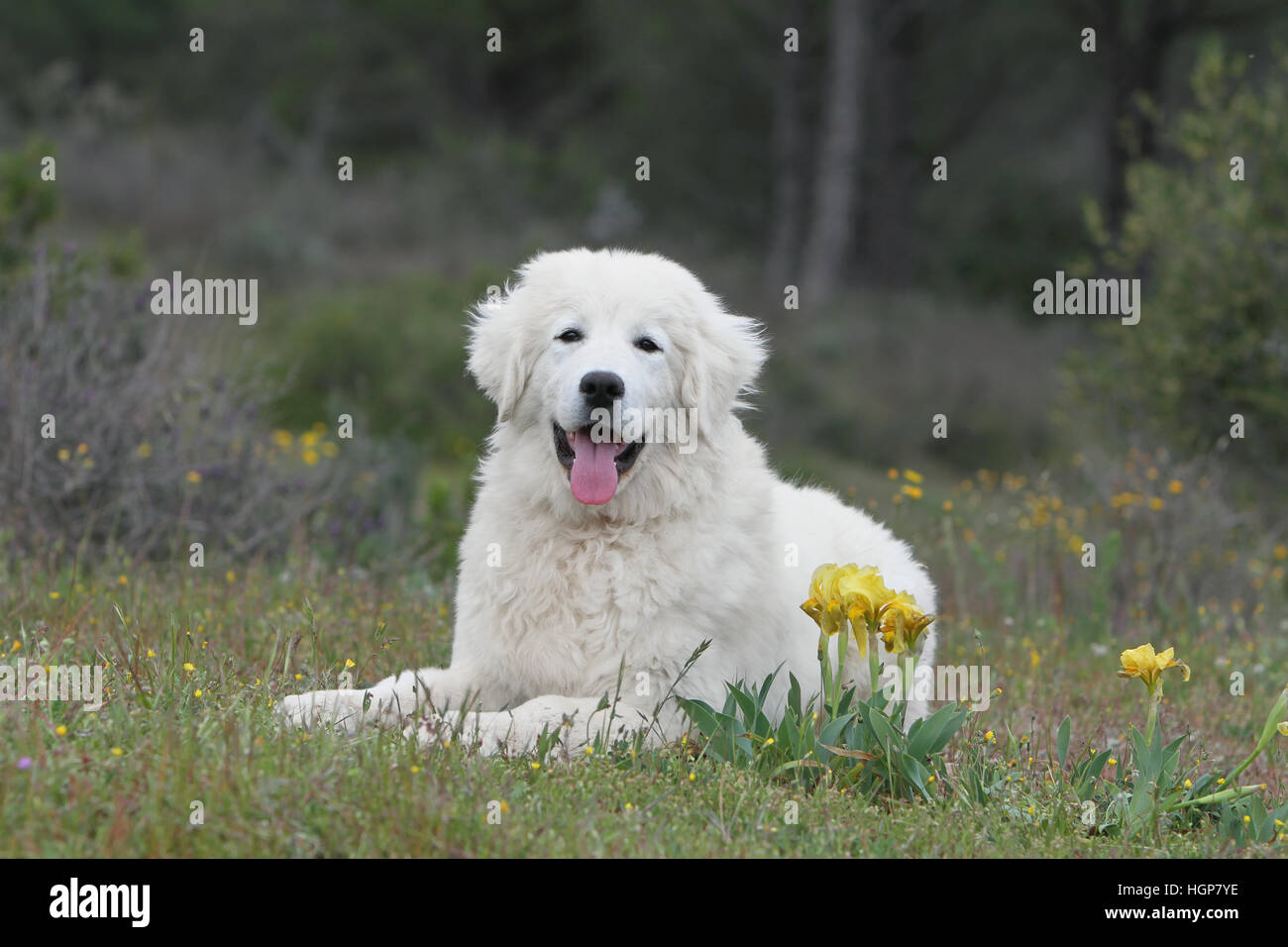 Dog Polish Tatra Sheepdog / Tatra Mountain Sheepdog / Podhale adult ...
