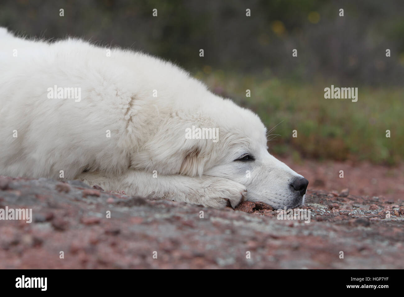 Dog Polish Tatra Sheepdog / Tatra Mountain Sheepdog / Podhale adult ...