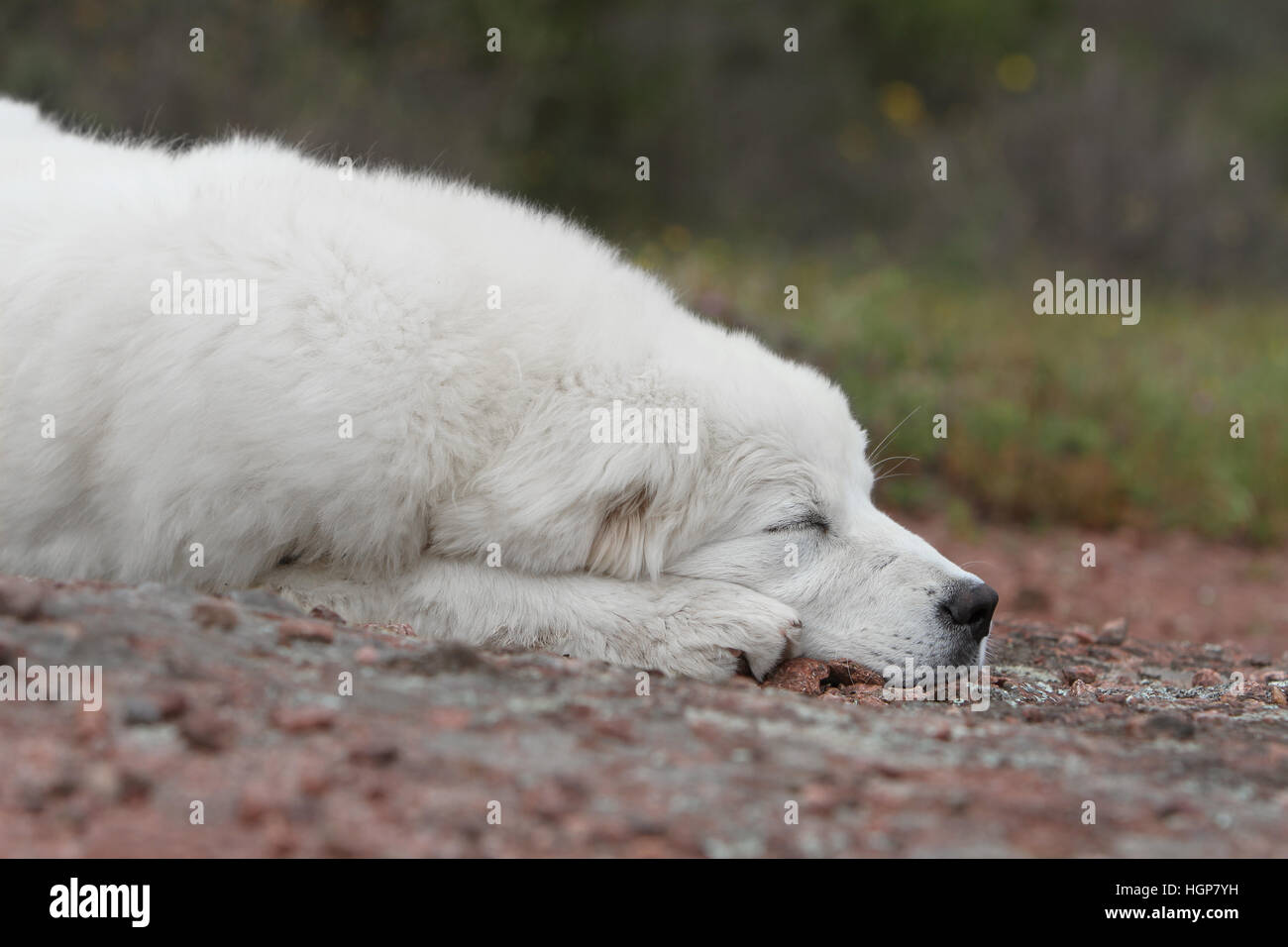 Can A Polish Tatra Sheepdog Live In Netherlands