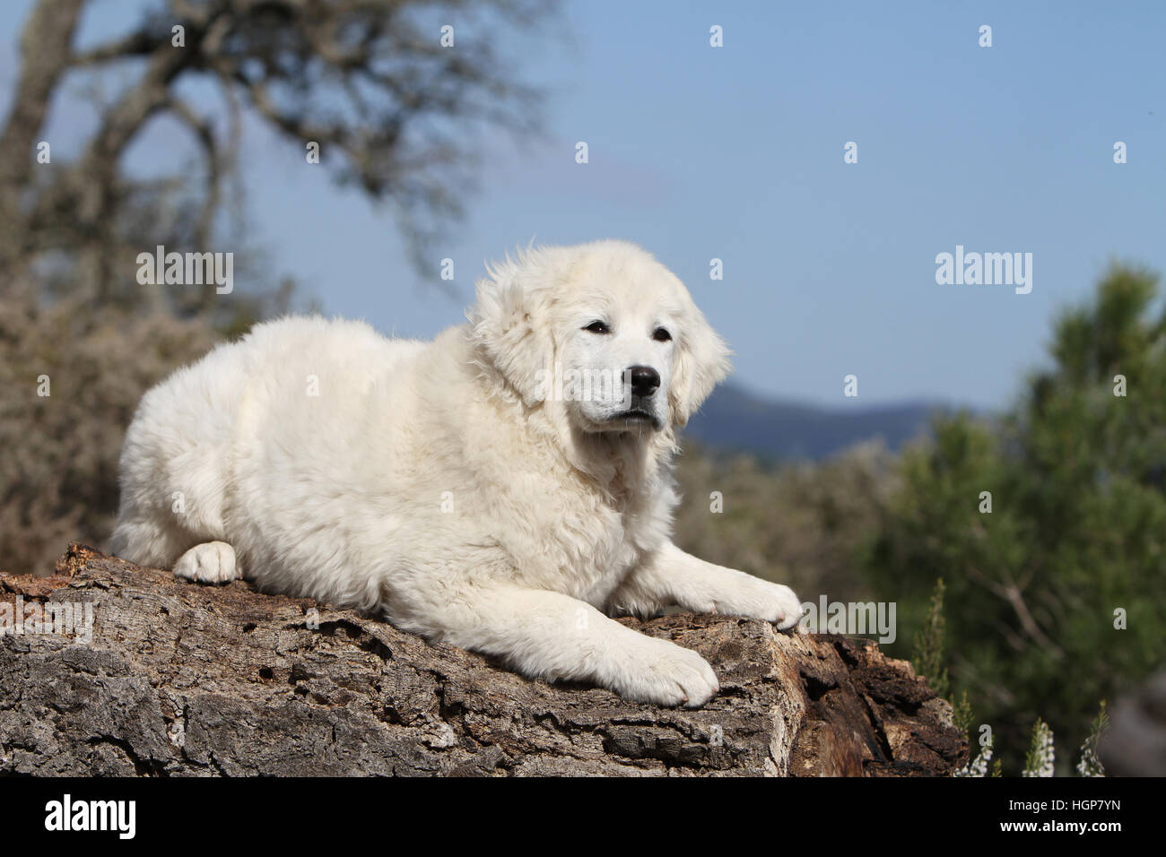 Dog Polish Tatra Sheepdog / Tatra Mountain Sheepdog / Podhale adult ...