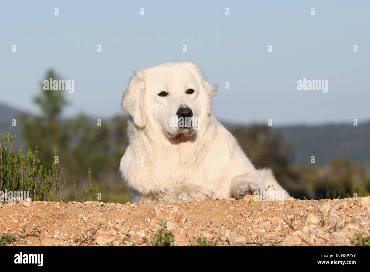 Polish shepherd of podhale breeding hi-res stock photography and images ...