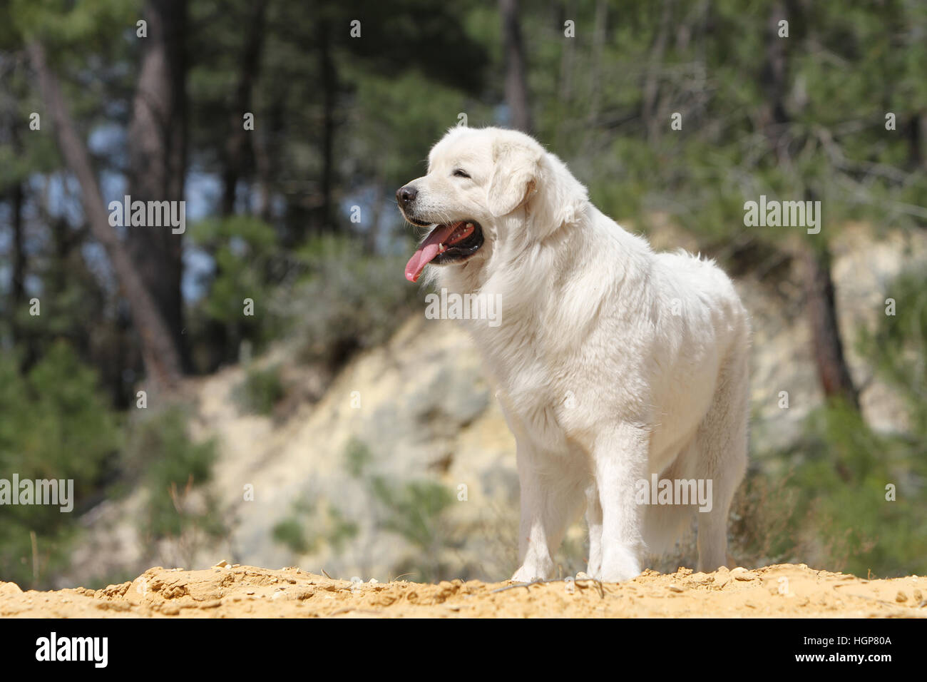 Polish shepherd podhale dog hi-res stock photography and images - Alamy