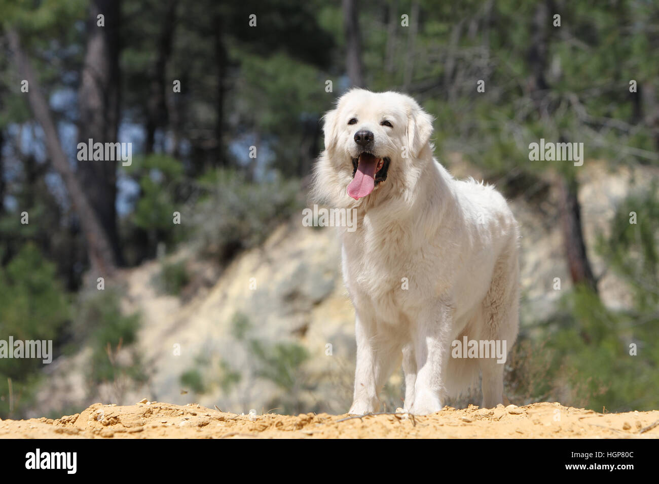 Polish shepherd podhale dog hi-res stock photography and images - Alamy