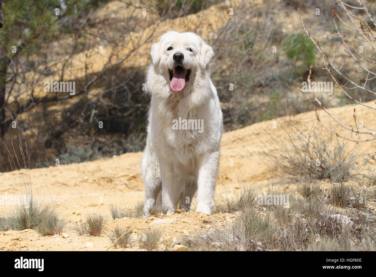 Dog Polish Tatra Sheepdog / Tatra Mountain Sheepdog / Podhale adult ...