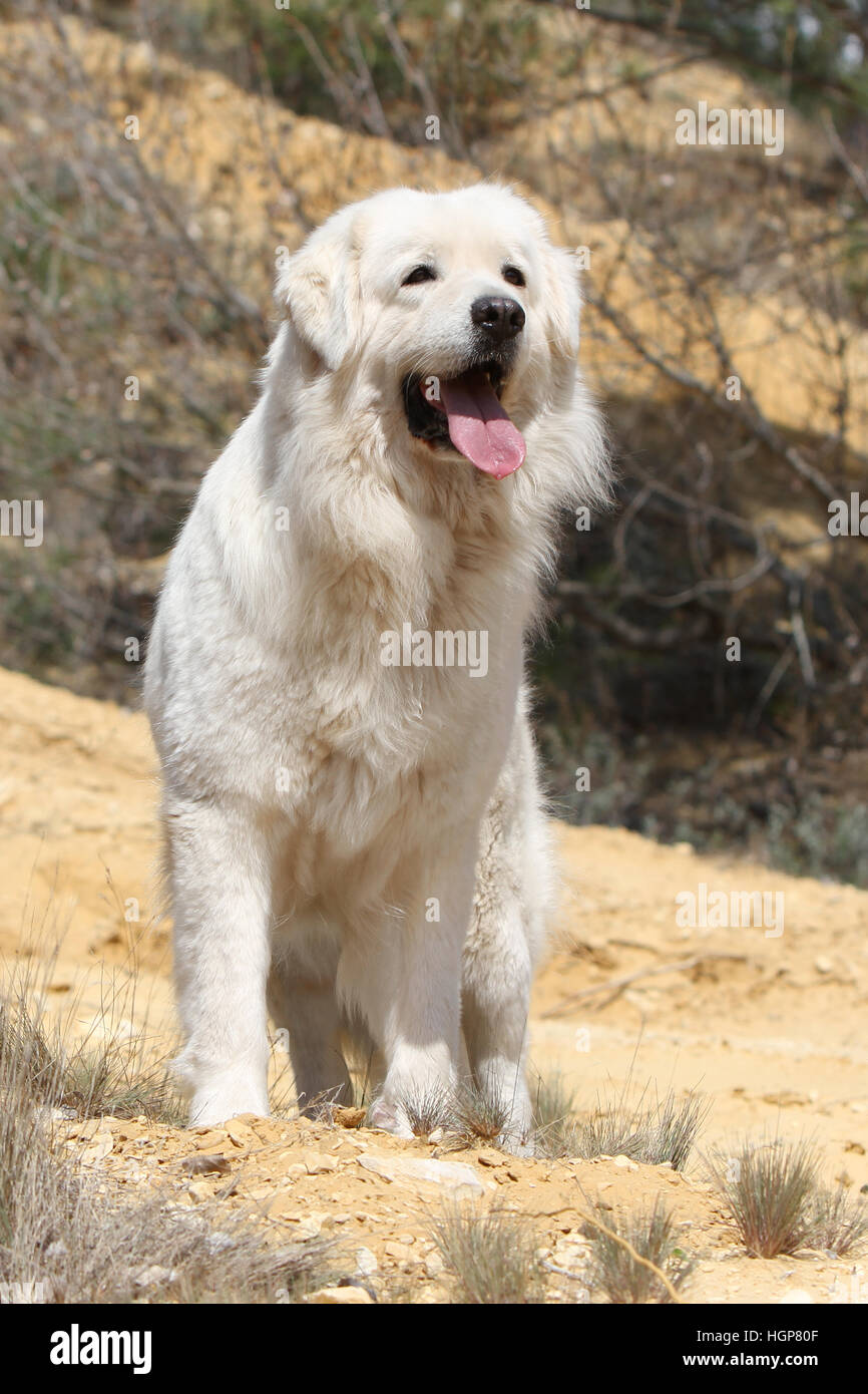 Tatra Mountains Shepherds Dog High Resolution Stock Photography and ...