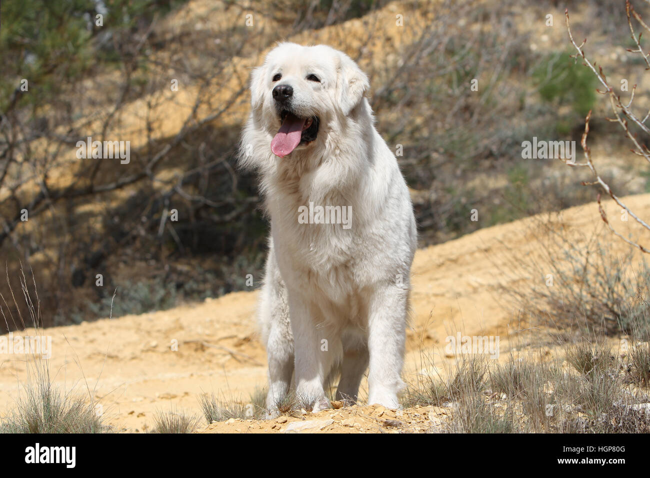 Polish shepherd podhale dog hi-res stock photography and images - Alamy