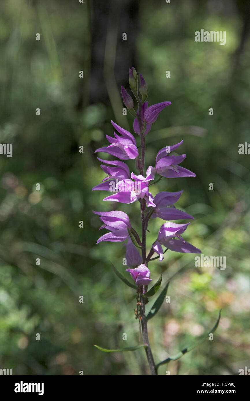 Red helleborine Cephalanthera rubra Vercors France Stock Photo - Alamy
