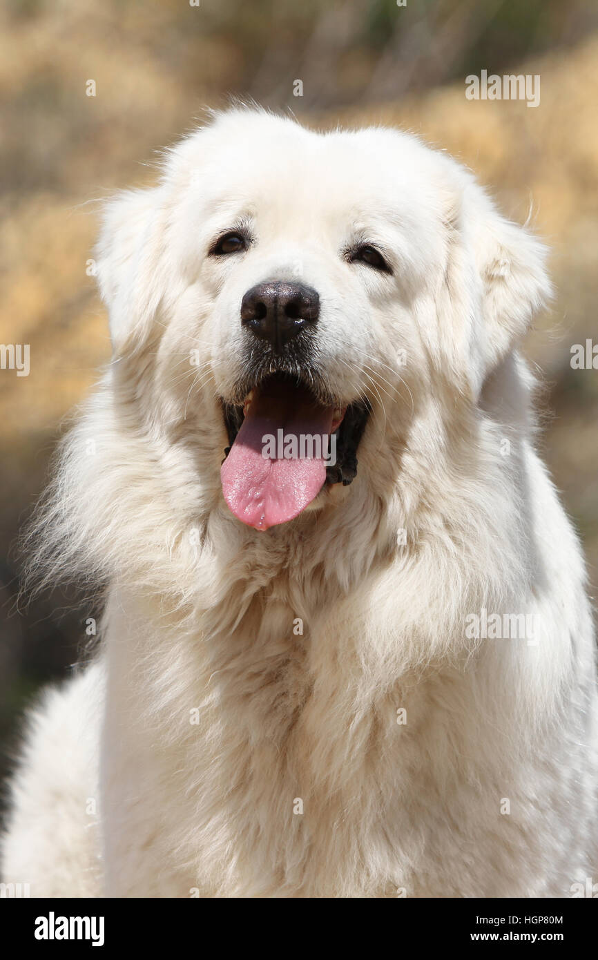 Dog Polish Tatra Sheepdog / Tatra Mountain Sheepdog / Podhale adult ...