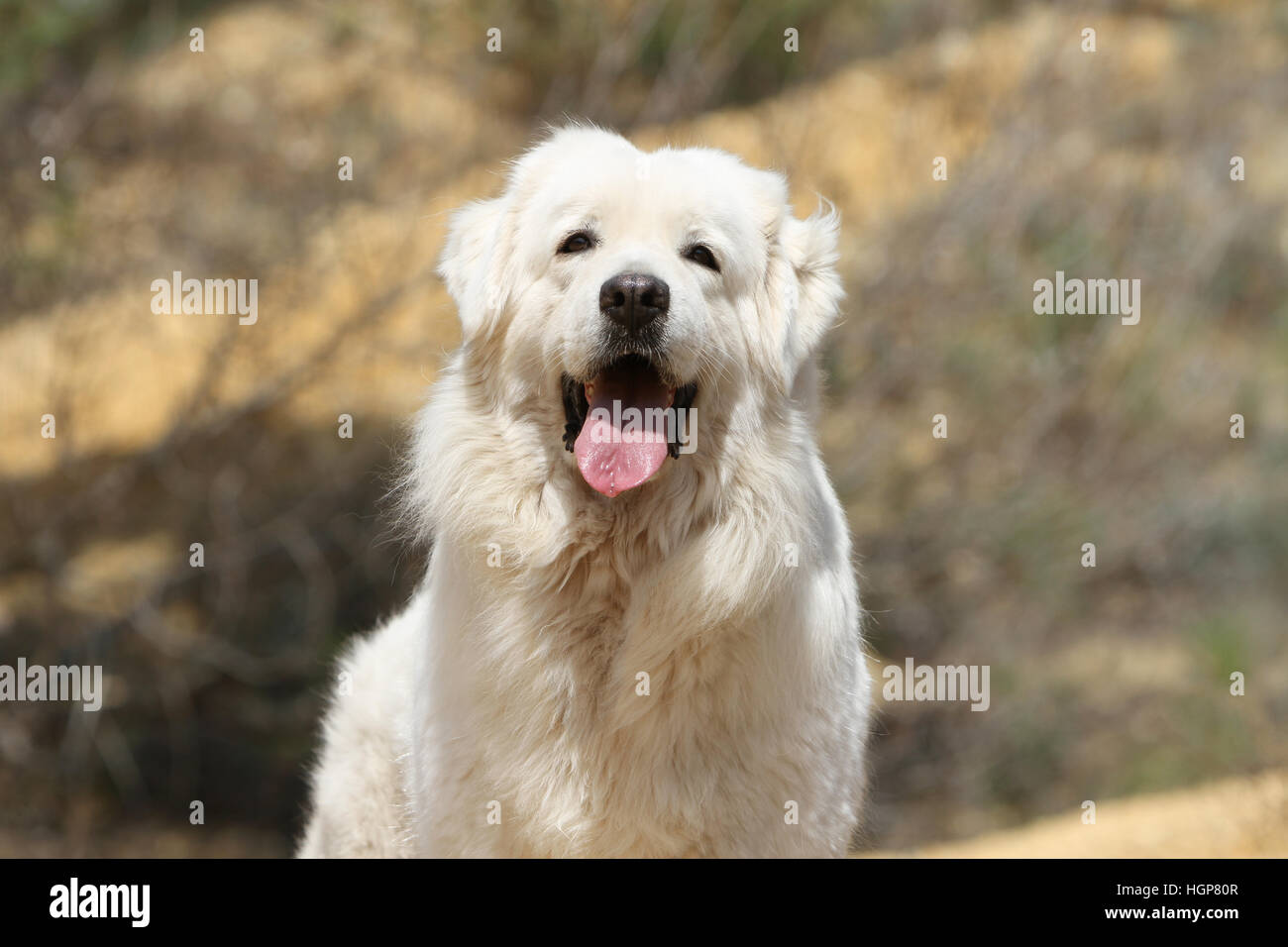 Dog Polish Tatra Sheepdog / Tatra Mountain Sheepdog / Podhale adult ...