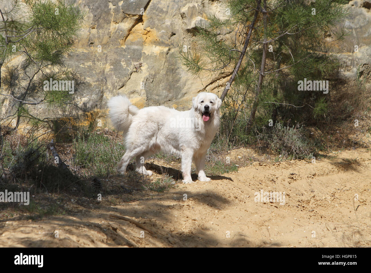 Polish shepherd podhale dog hi-res stock photography and images - Alamy