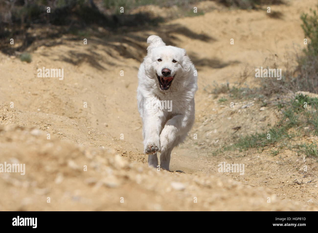 Polish shepherd of podhale breeding hi-res stock photography and images ...