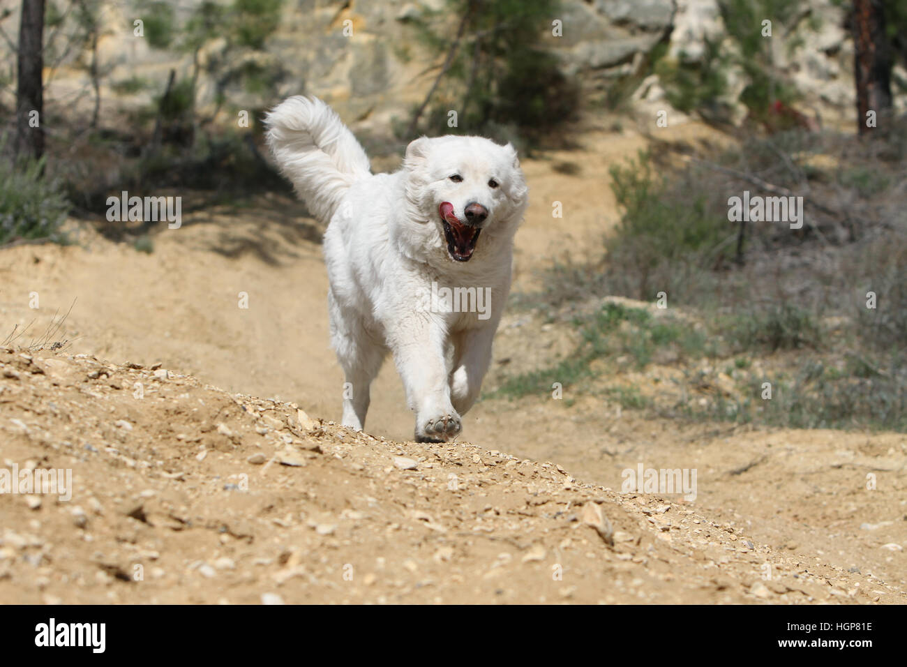 Dog Polish Tatra Sheepdog / Tatra Mountain Sheepdog / Podhale adult ...