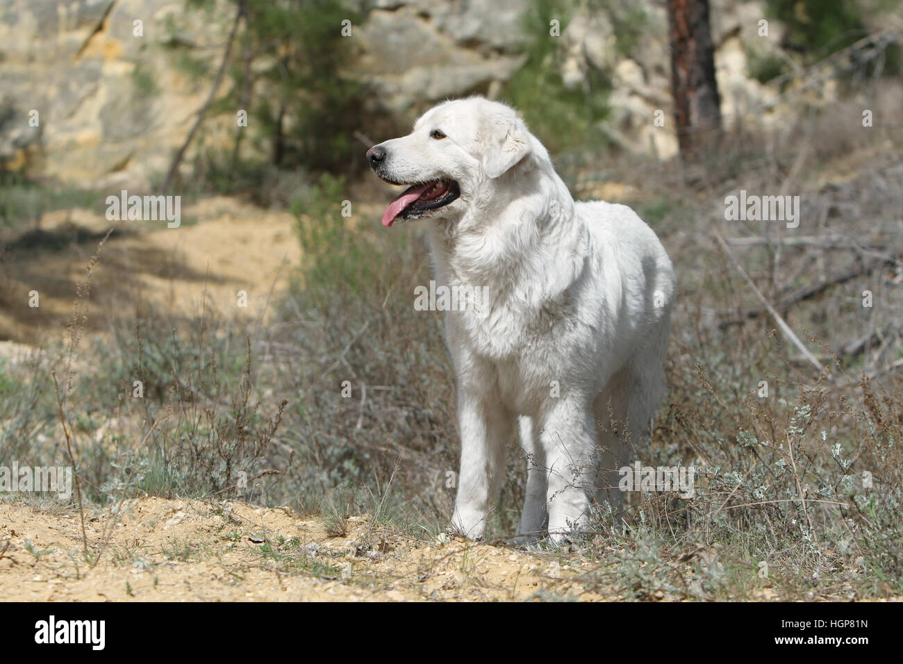 Polish shepherd podhale dog hi-res stock photography and images - Alamy