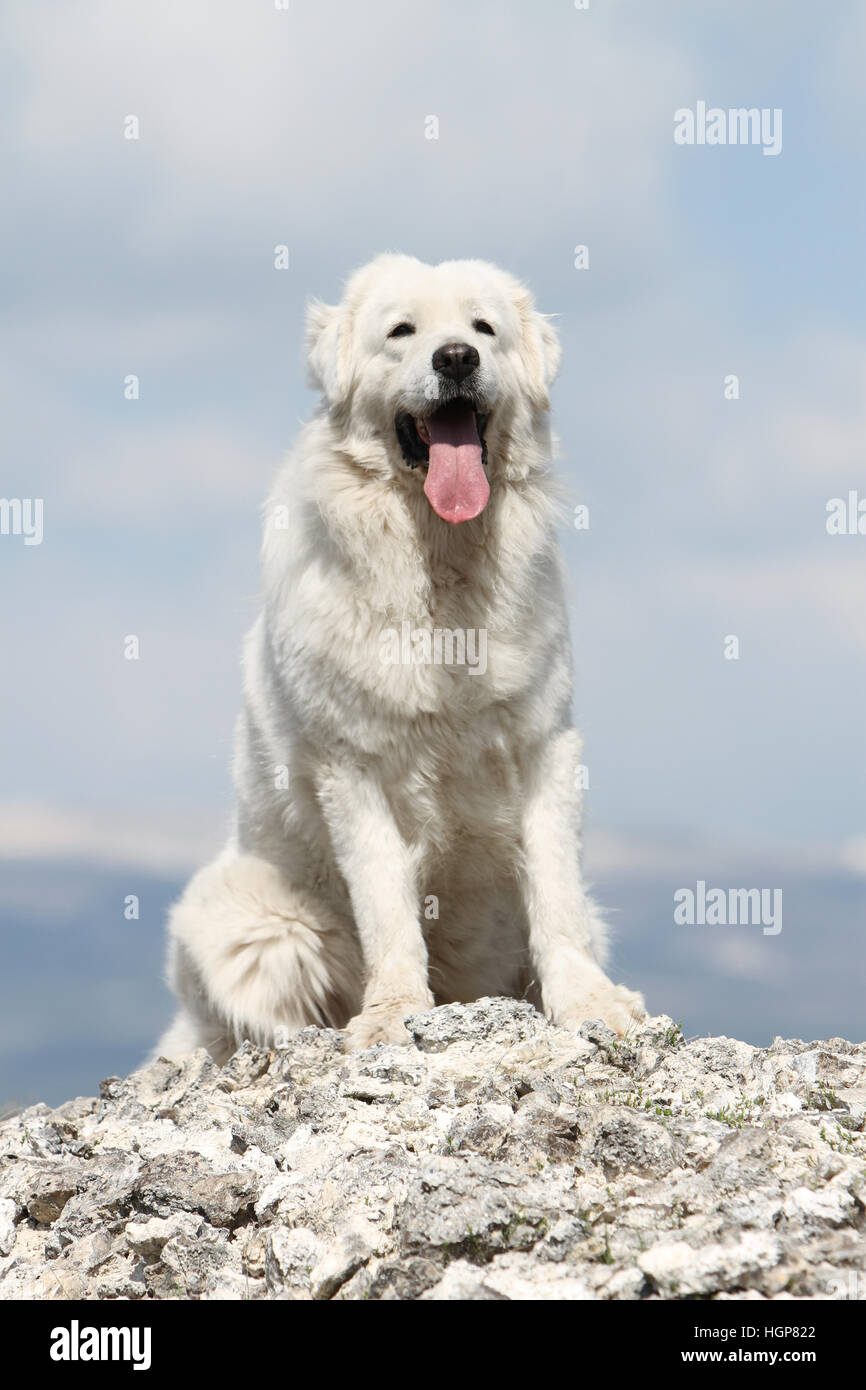 Tatra mountains shepherds dog hi-res stock photography and images - Alamy