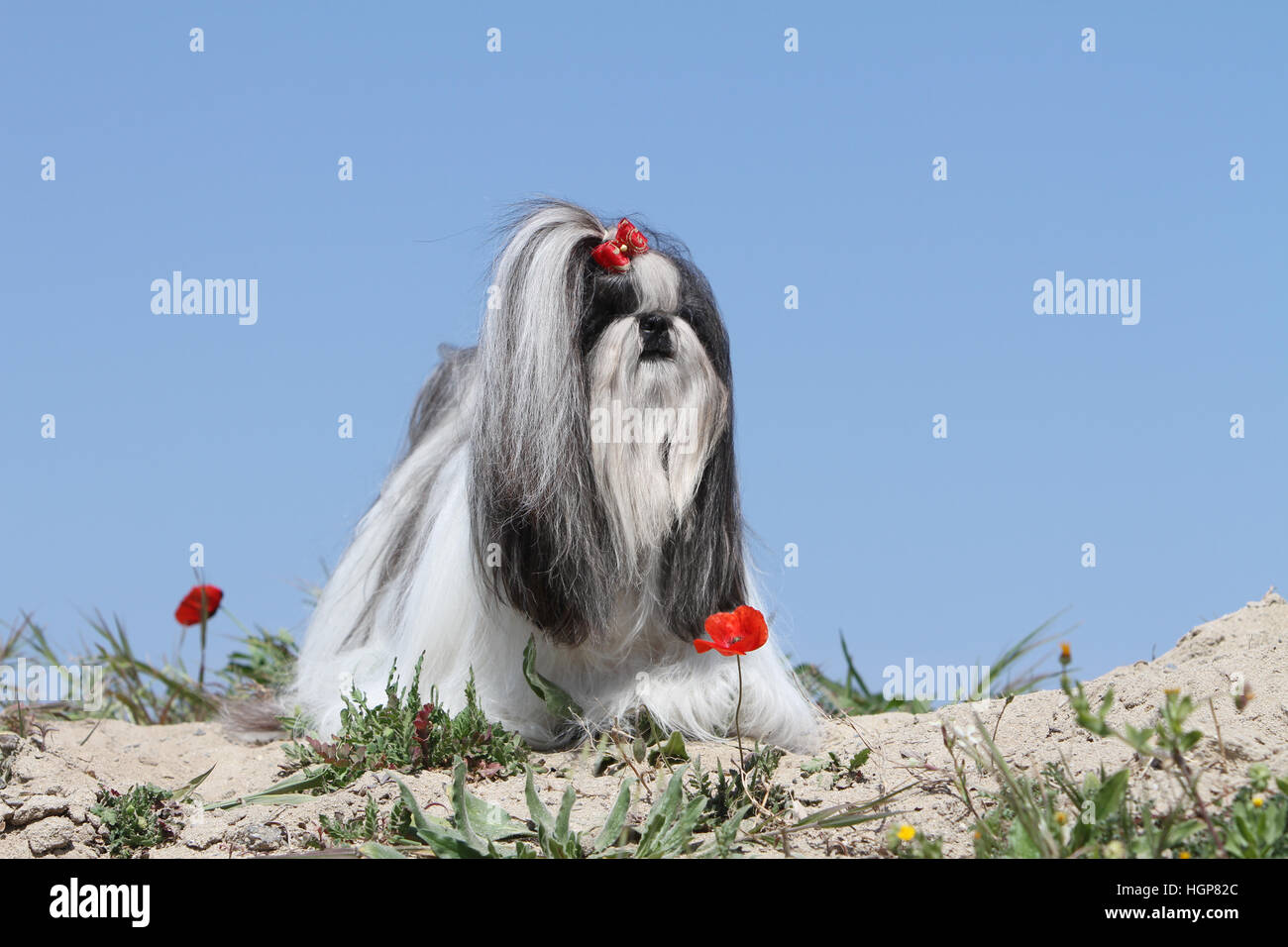 Shih Tzu Dog adult adults standing Grey face In the dunes Stock Photo ...