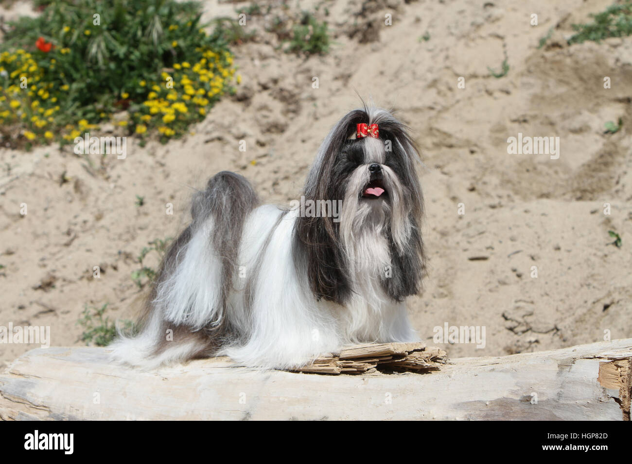 Shih Tzu Dog adult adults standing Grey profile Stock Photo - Alamy