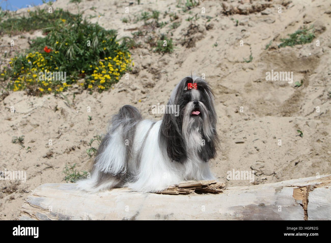Grey shih tzu hi-res stock photography and images - Alamy